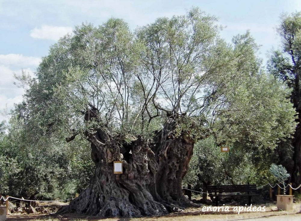 Στις «παρυφές» της UNESCO τα αιωνόβια δέντρα της Πελοποννήσου