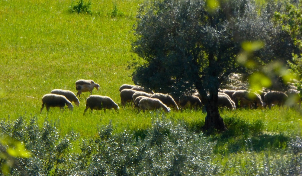 «Ψέγει» και την Πελοπόννησο το ΥπΑΑΤ για τα διαχειριστικά σχέδια βόσκησης
